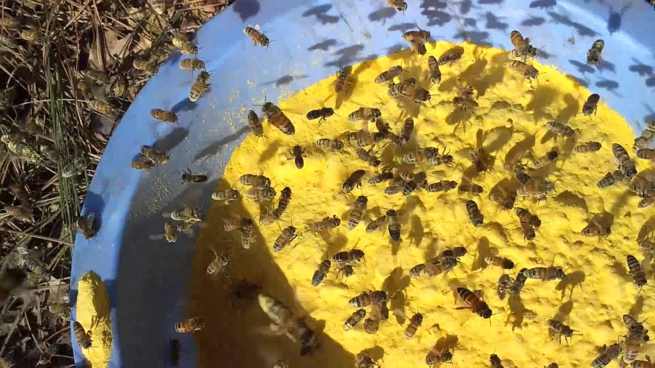 Hungry bees - YouTube