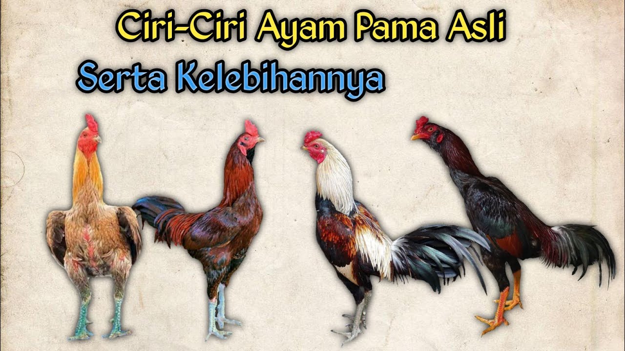 Ciri-ciri Ayam Pama Asli Serta Kelebihannya dibandingkan jenis lain ...