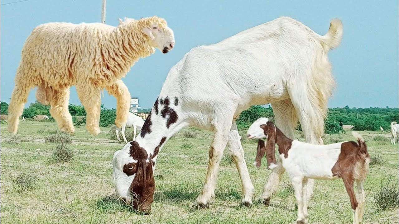 pure pateri goats l goat farming in pakistan l pakistan rural area l ...