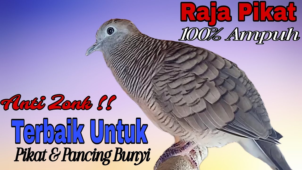 SUARA BURUNG PERKUTUT RAJA PIKAT 100% AMPUH TERBAIK UNTUK PIKAT DAN ...