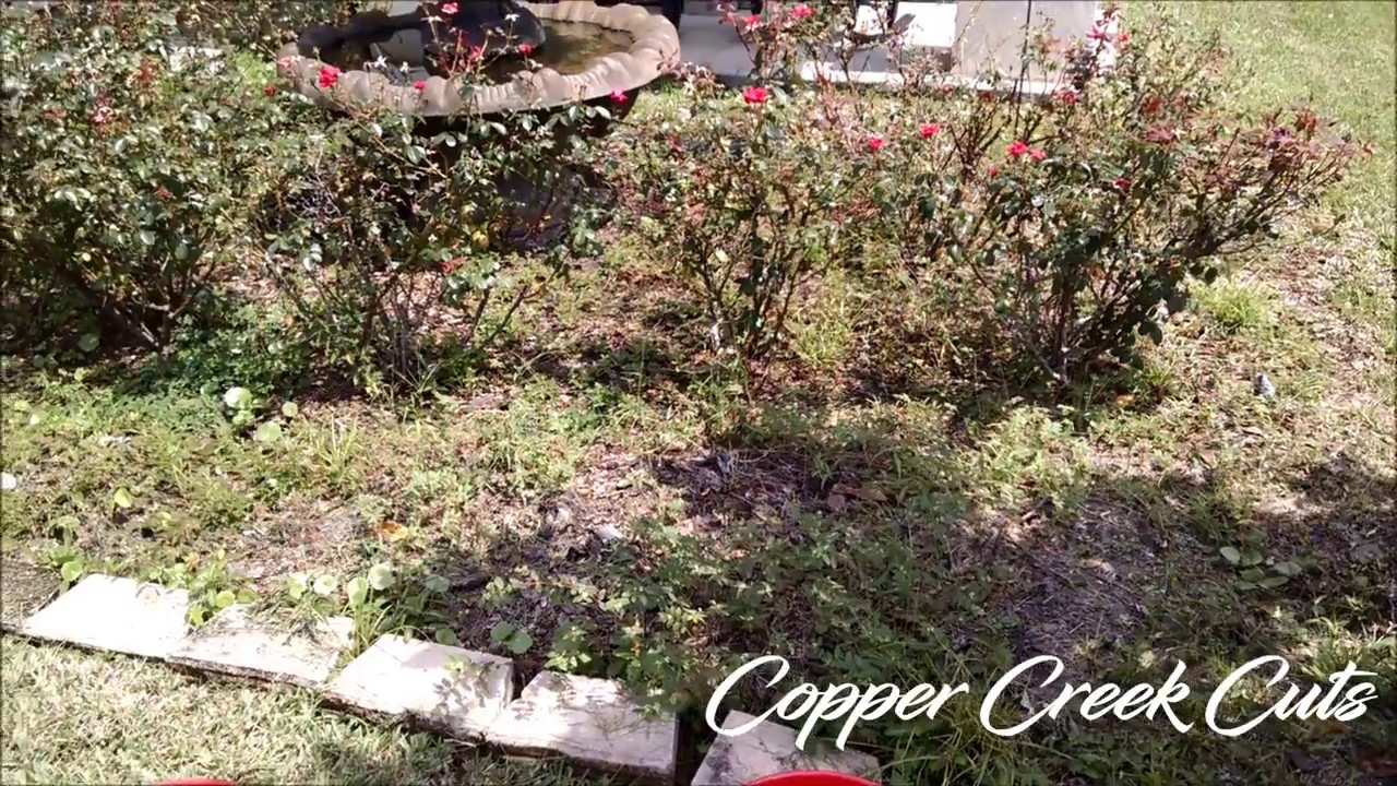 Back Breaking Shrub Removal, Weeding, & Shrub Trimming - YouTube