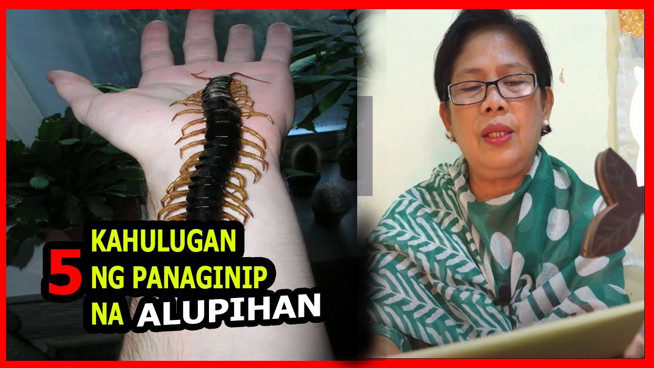 KAHULUGAN NG PANAGINIP NA ALUPIHAN - MALAKI, MARAMING ALUPIHAN SA ...
