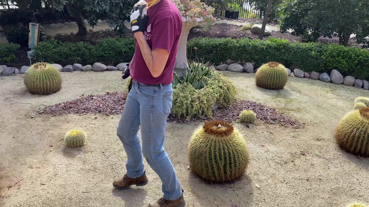 How to Handle Scale on Your Succulent and a Bromeliad Garden - YouTube