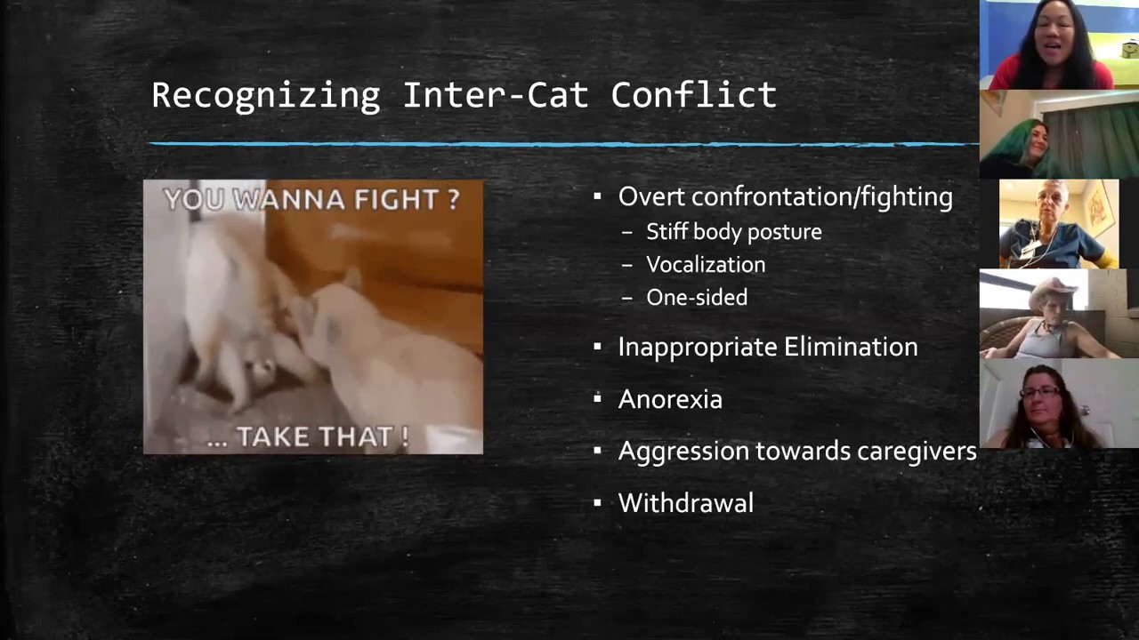 Special Topics Concept Training: Inter-Cat Conflict - YouTube