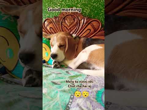 Good morning....mera to ninni nhi chut rha hai aj #punjabi #trending # ...