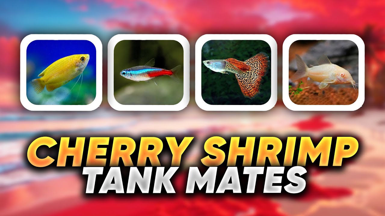 6 Perfect Cherry Shrimp Tank Mates I Keep With My Shrimp! - YouTube