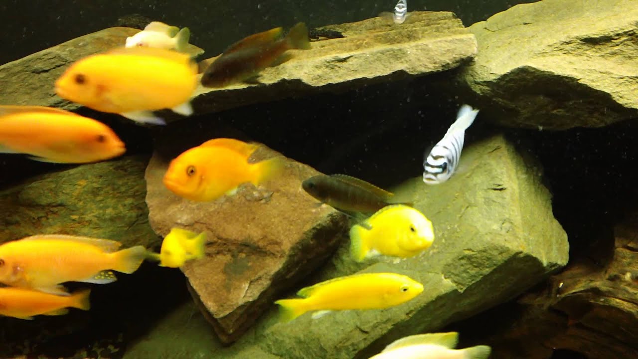 Metriaclima sp."Zebra Chilumba" Maisoni Reef - YouTube