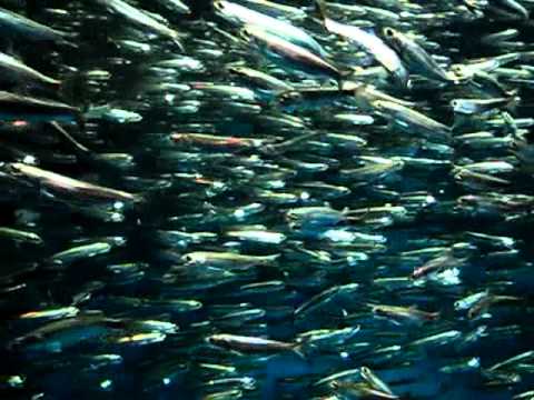 Anchovies Swimming Slow Motion - YouTube