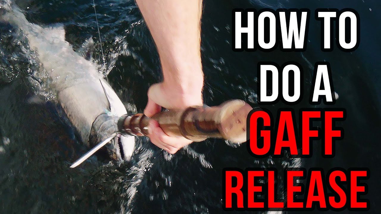 How to Do A Gaff Release AND Why! - YouTube