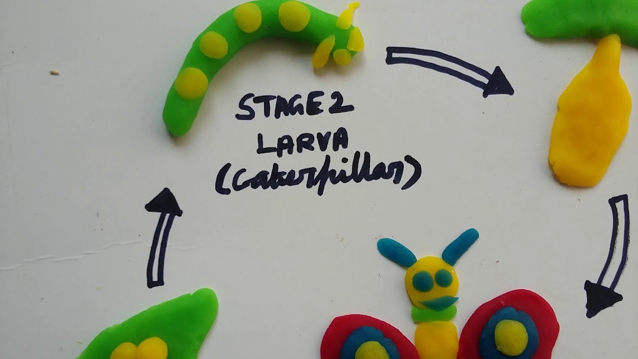 Life Cycle Of A Butterfly With Clay School Project YouTube life-cycle-of-a-butterfly-with-clay-school-project-youtube