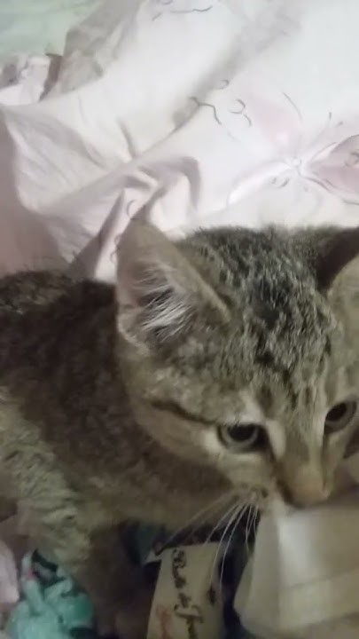 Más michis amo los michis - YouTube