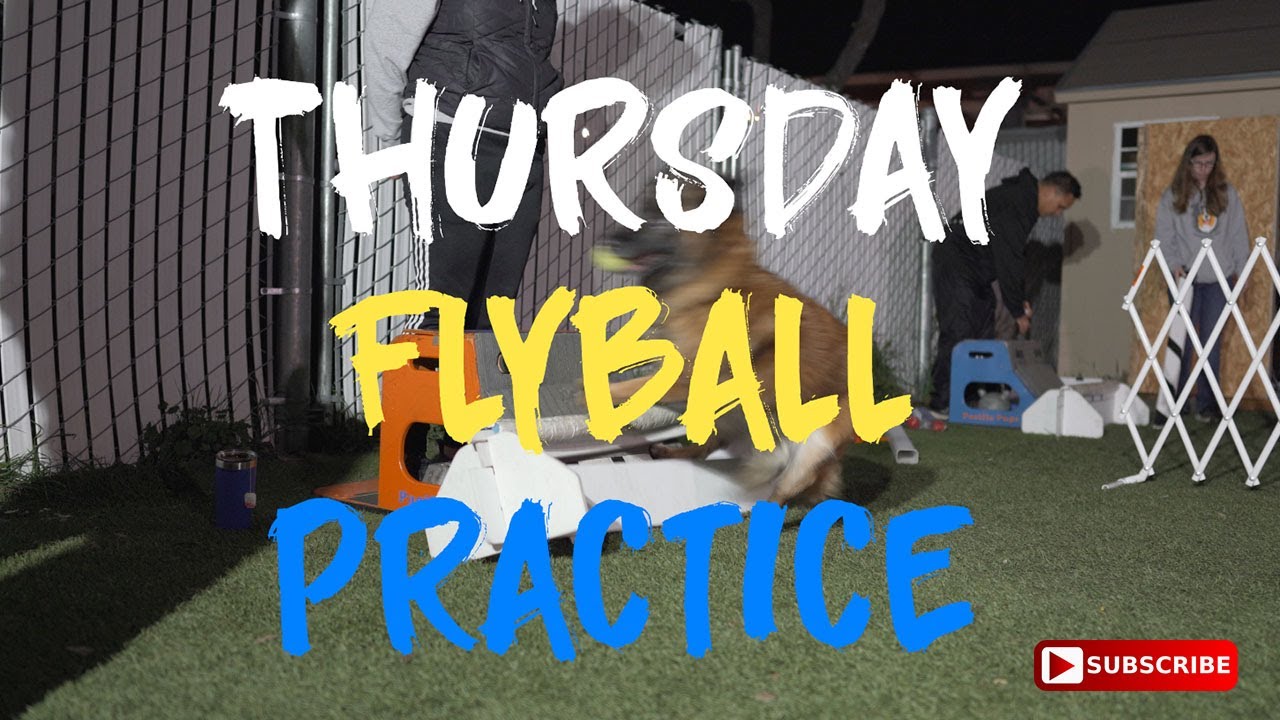 AKC Flyball Practice - YouTube
