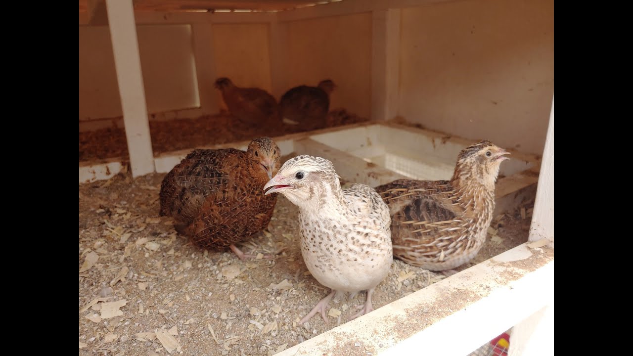 Curious Quail 08 06 23 - YouTube