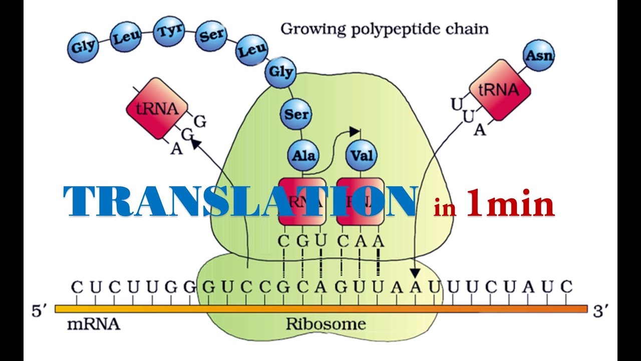 TRANSLATION IN 1MIN | GRADE 12 LIFE SCIENCES | PROTEIN SYTHESIS ...