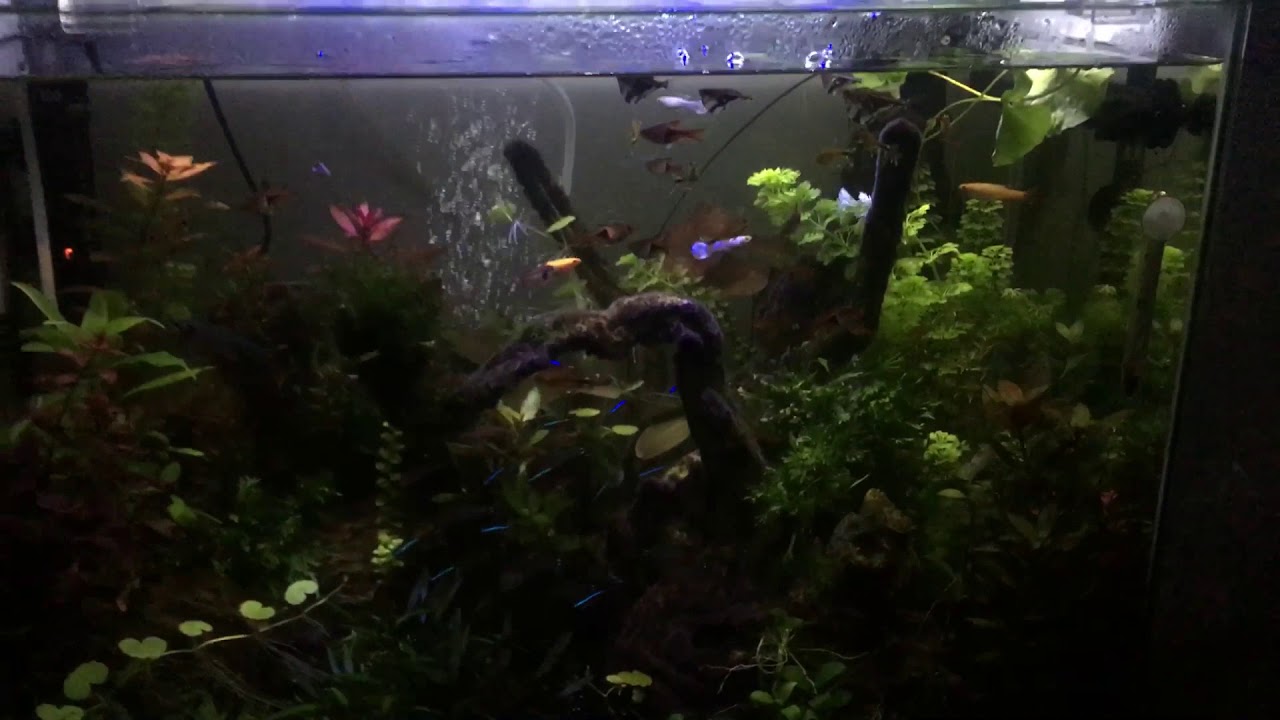 superfish aquarium 80 - YouTube