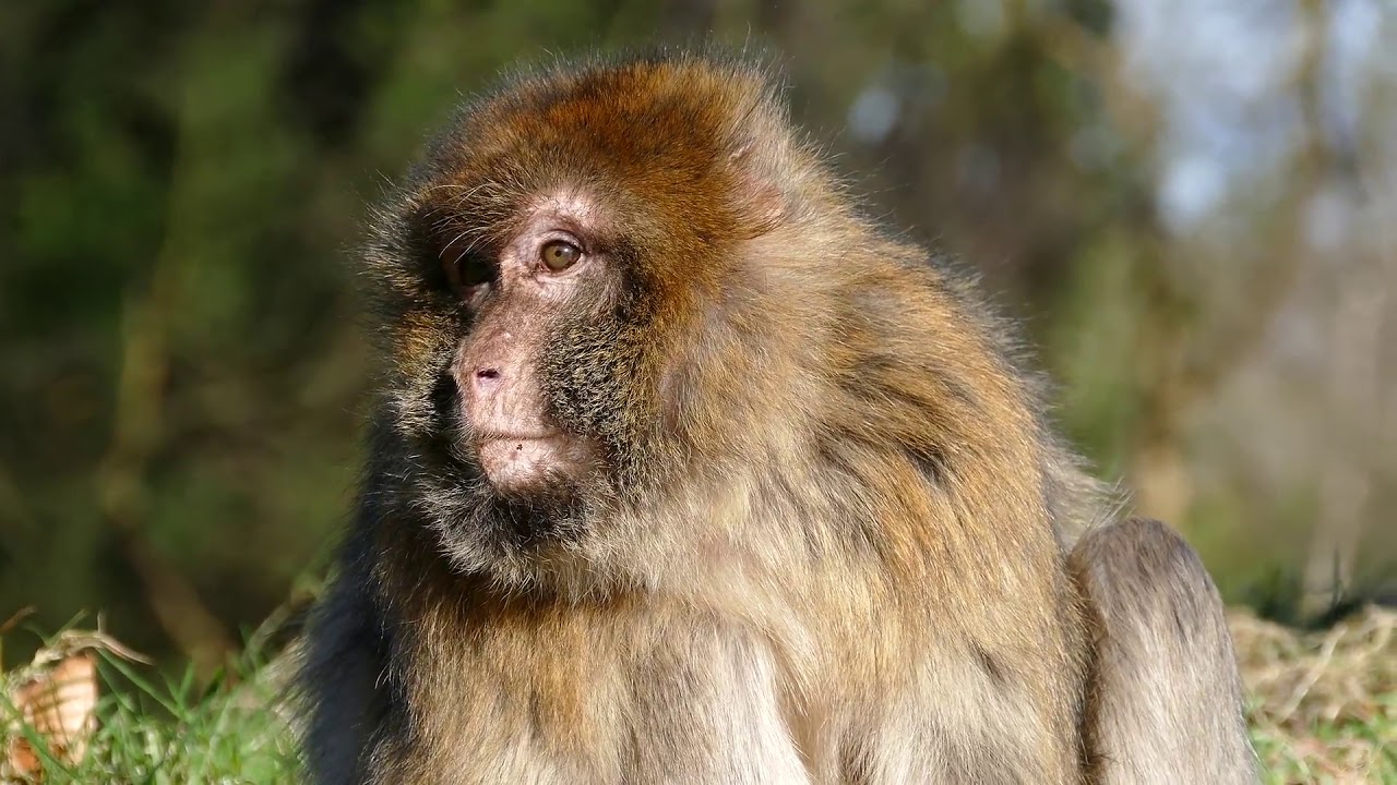 Monkey, Free Stock Footage, No Copyright Video - YouTube