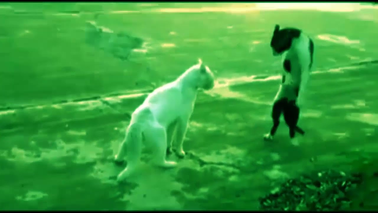 The Catrix - Resurrection 2021 - new level of Matrix 2021 - YouTube