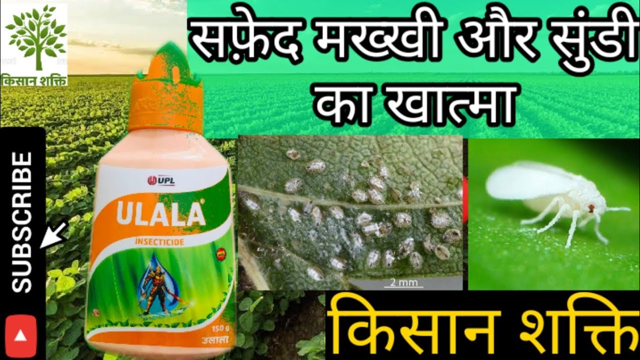 ULALA - Best product for white fly - YouTube
