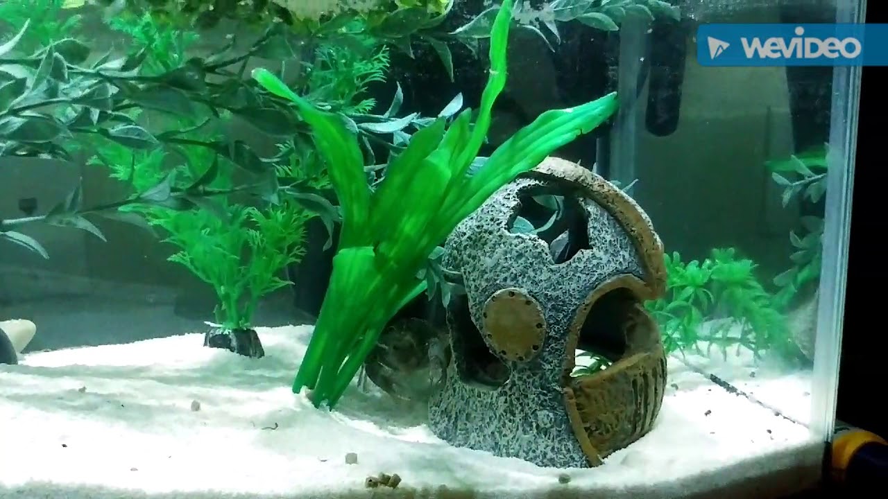 10 Gallon Crayfish Tank - YouTube