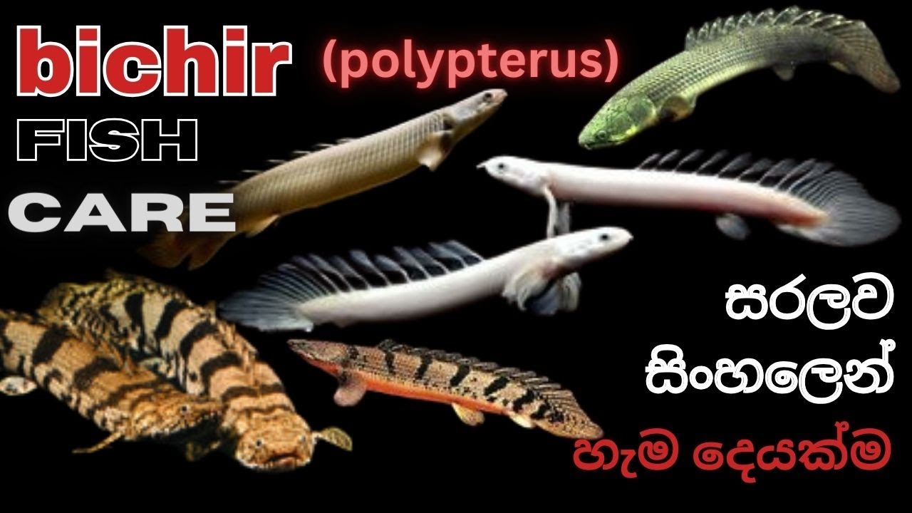 How to care bichir fish | 5 mins | රැකබලා ගැනීමේ ආකාරය විනාඩි 5 කින් ...