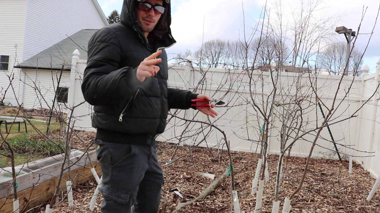 Pruning High Density Dwarf Apple Trees in the Backyard - YouTube