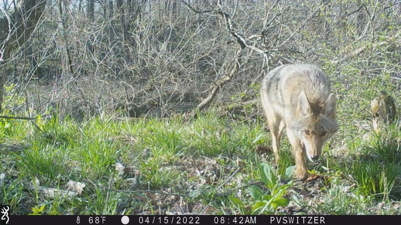 Beautiful coyote passes by - YouTube