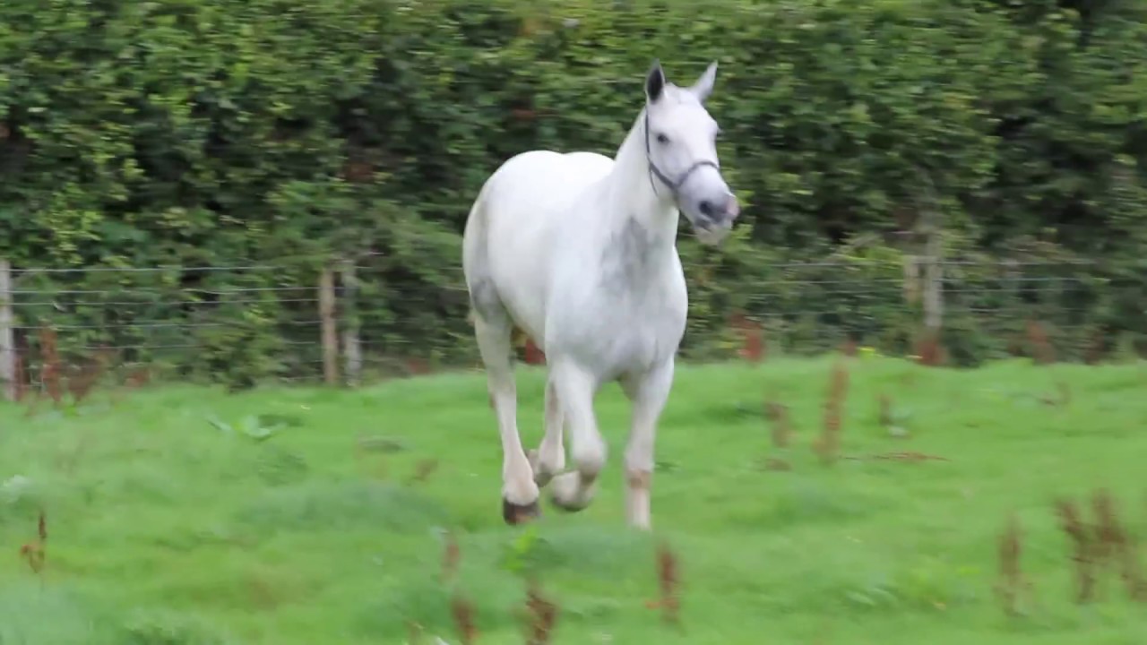irish draught cross irish cob - YouTube