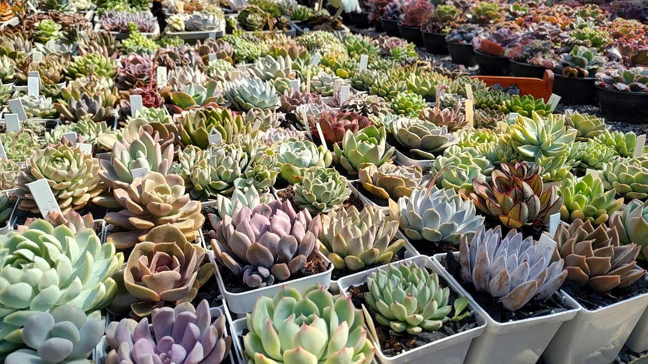 plantas compactas da coleção - YouTube