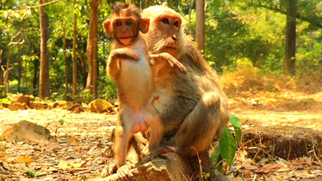Sweet Monkey Mother Jade With Baby Jada | Monkey Tube - YouTube