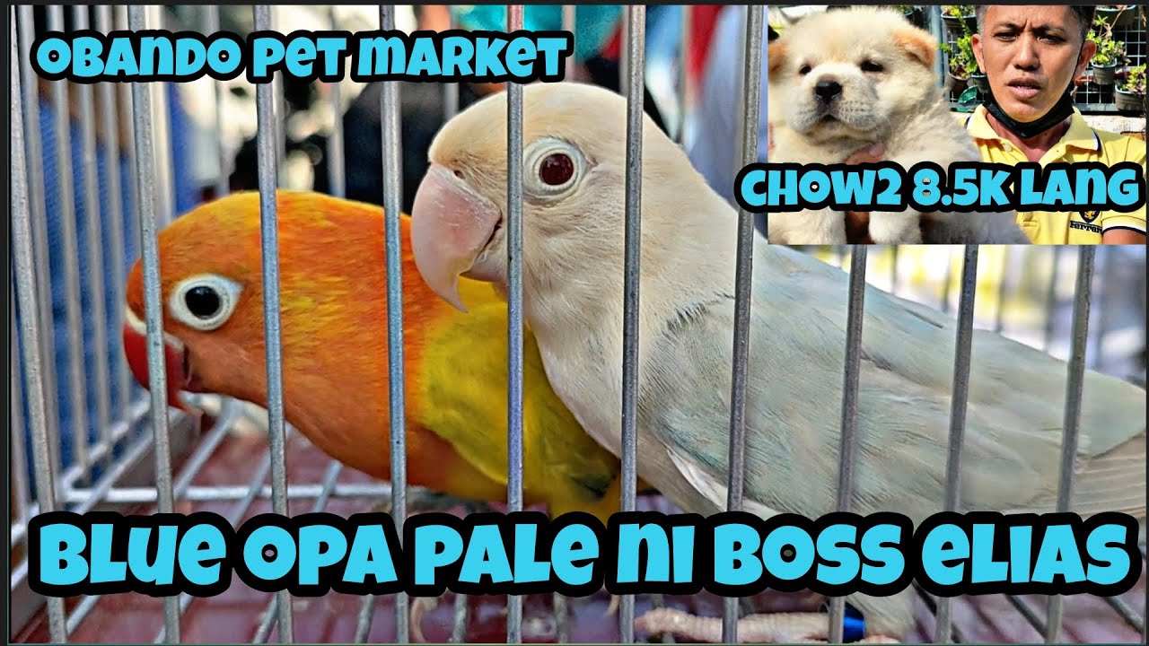 obando petmarket#blue opa pale ni boss elias#chow chow ni boss totie 8 ...