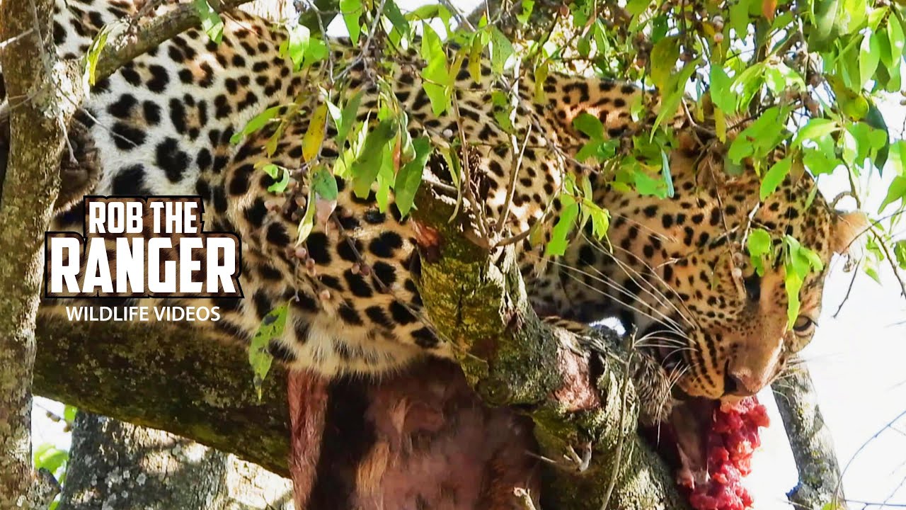 Leopard With Prey In A Tree | Lalashe Maasai Mara Safari - YouTube