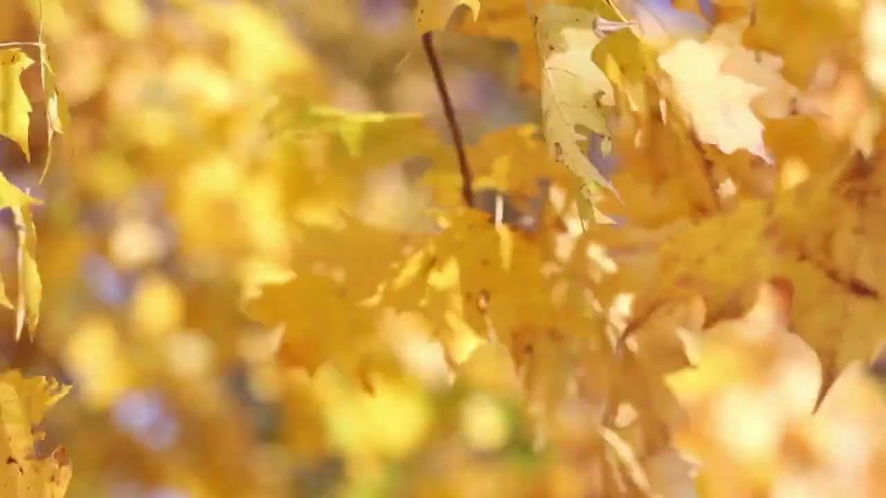 Beautiful Wind Blowing Sound For Relaxation With Ambient Background ...