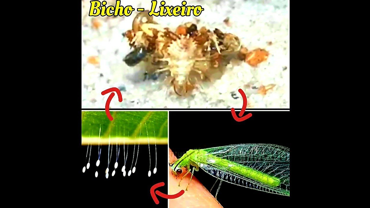 Bicho - Lixeiro (Neuroptera, Chrysopidae), um inseto verde comum com ...