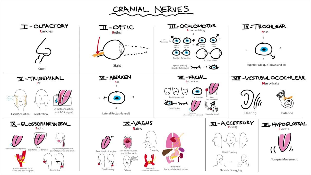 Cranial Nerves Song - YouTube