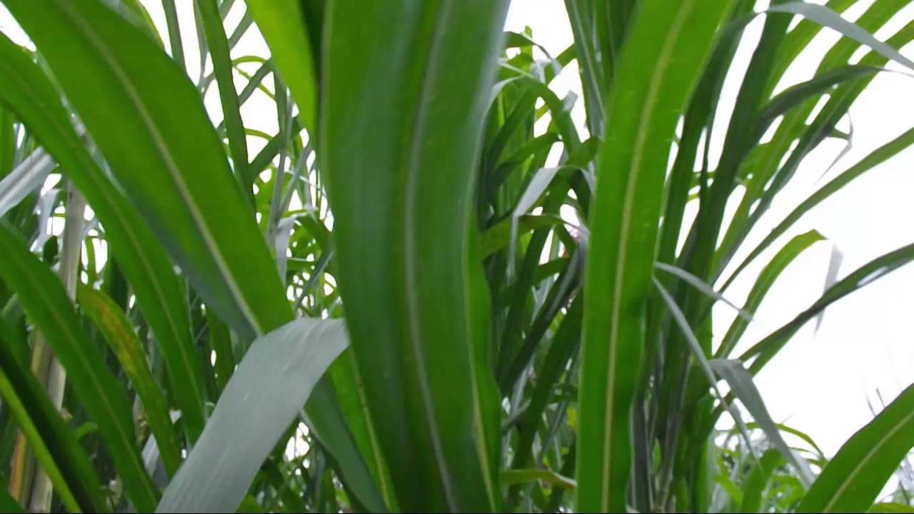 Pasto de corte Maralfalfa, hasta el 20% en proteína chilmaral - YouTube