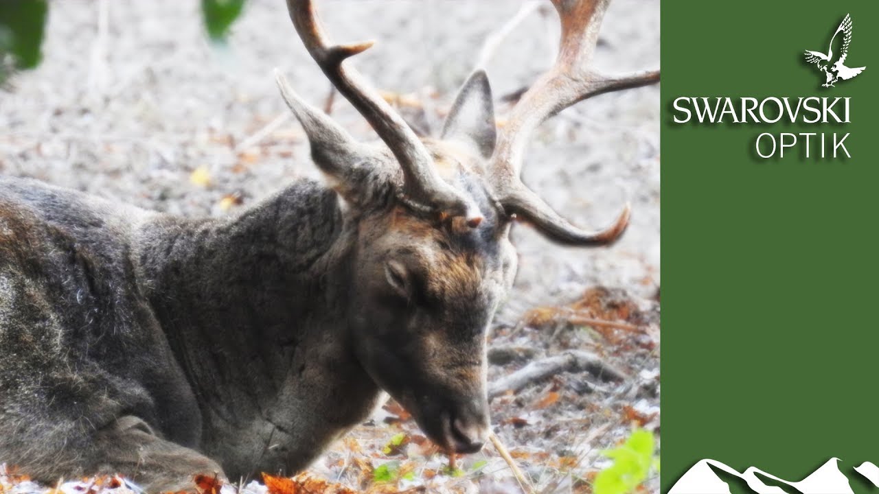 A Year in the Life of Fallow Deer, part 2 - YouTube