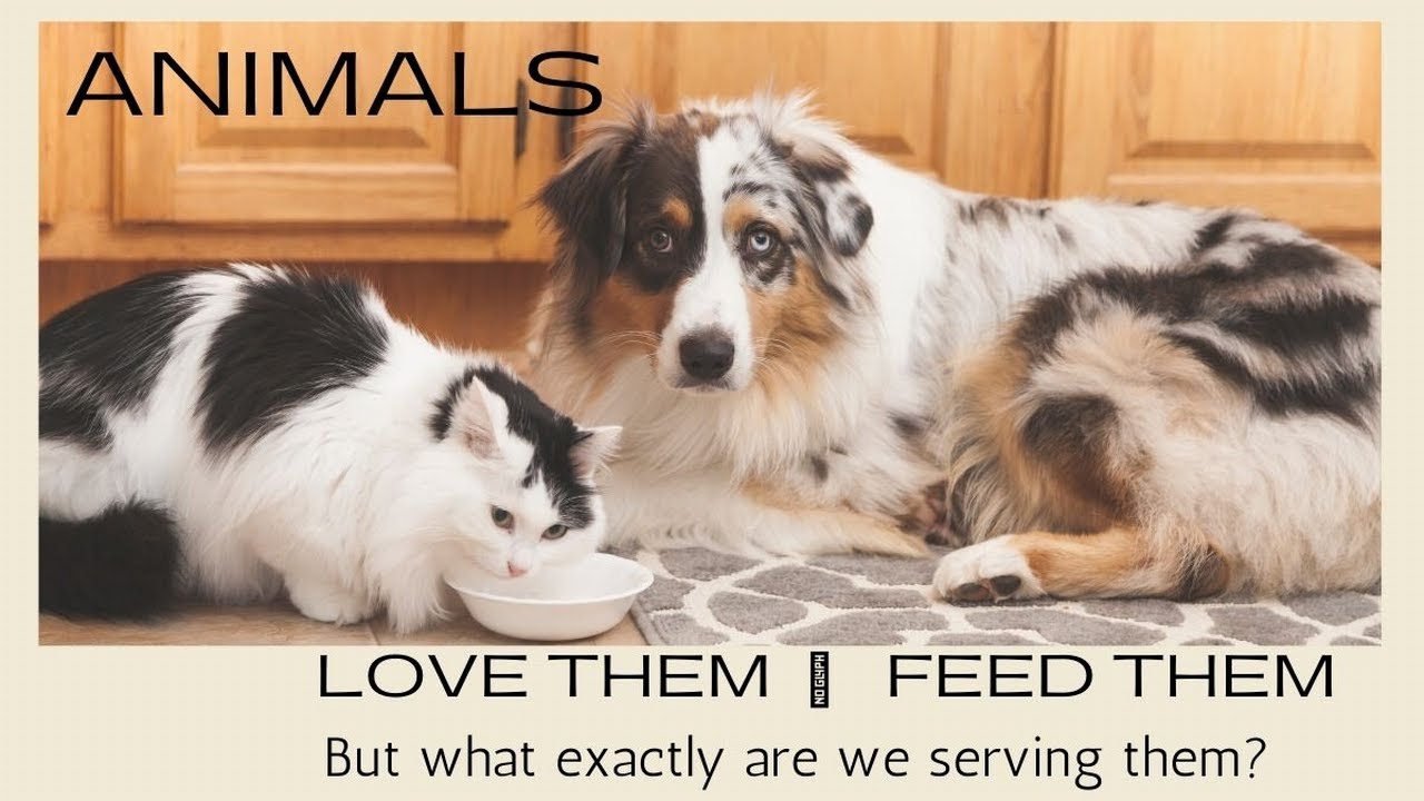 Animals: Love them, Feed them but what exactly are we serving them ...