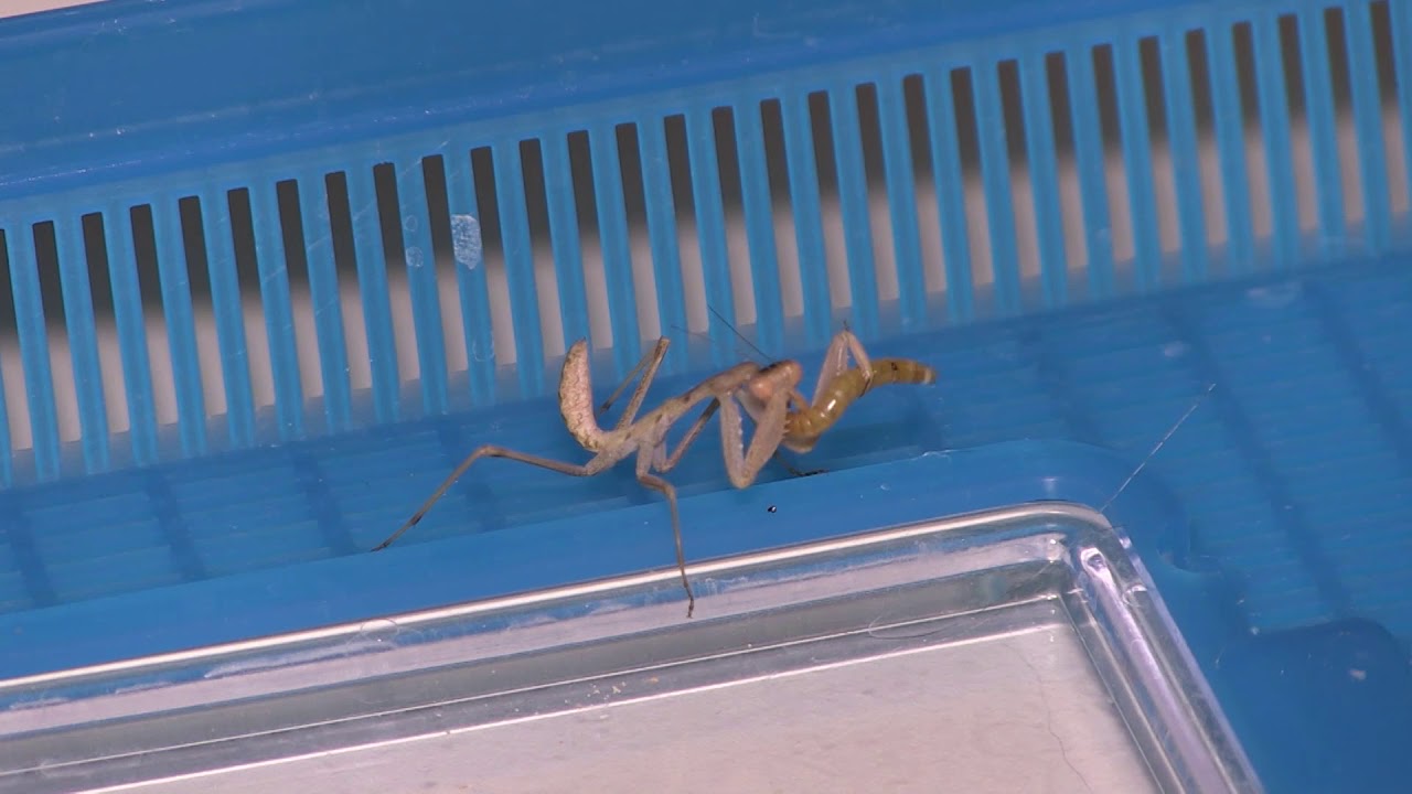 Praying Mantis Time Laps Eating a Fly and Meal Worms 2015 - YouTube