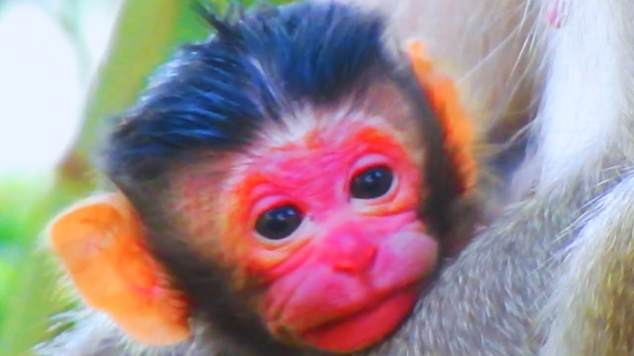 Amazing Baton monkey gives birth for the first time, her baby is really ...