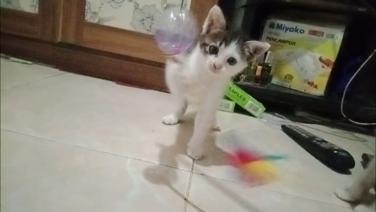 Amazing adorable little kitten playing with toys - YouTube