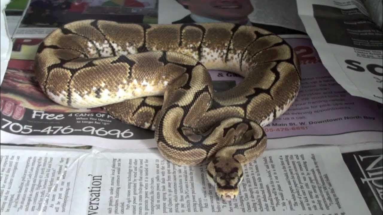 Ball Python Proof Water Bowls! - YouTube