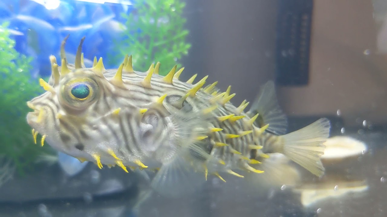 spiny box puffer puffer - YouTube