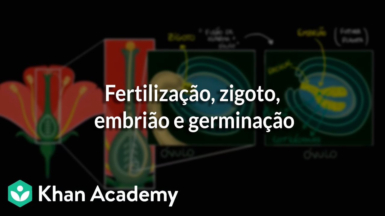 Fertilização, zigoto, embrião e germinação - YouTube