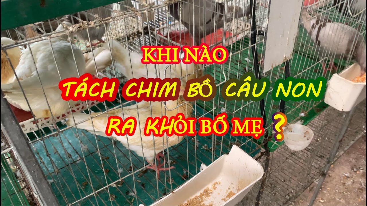 HƯỚNG DẪN TÁCH CHIM BỒ CÂU TITAN NON RA Ở RIÊNG | Separate young ...