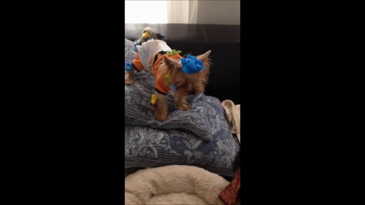 Yorkies talking to each other - YouTube