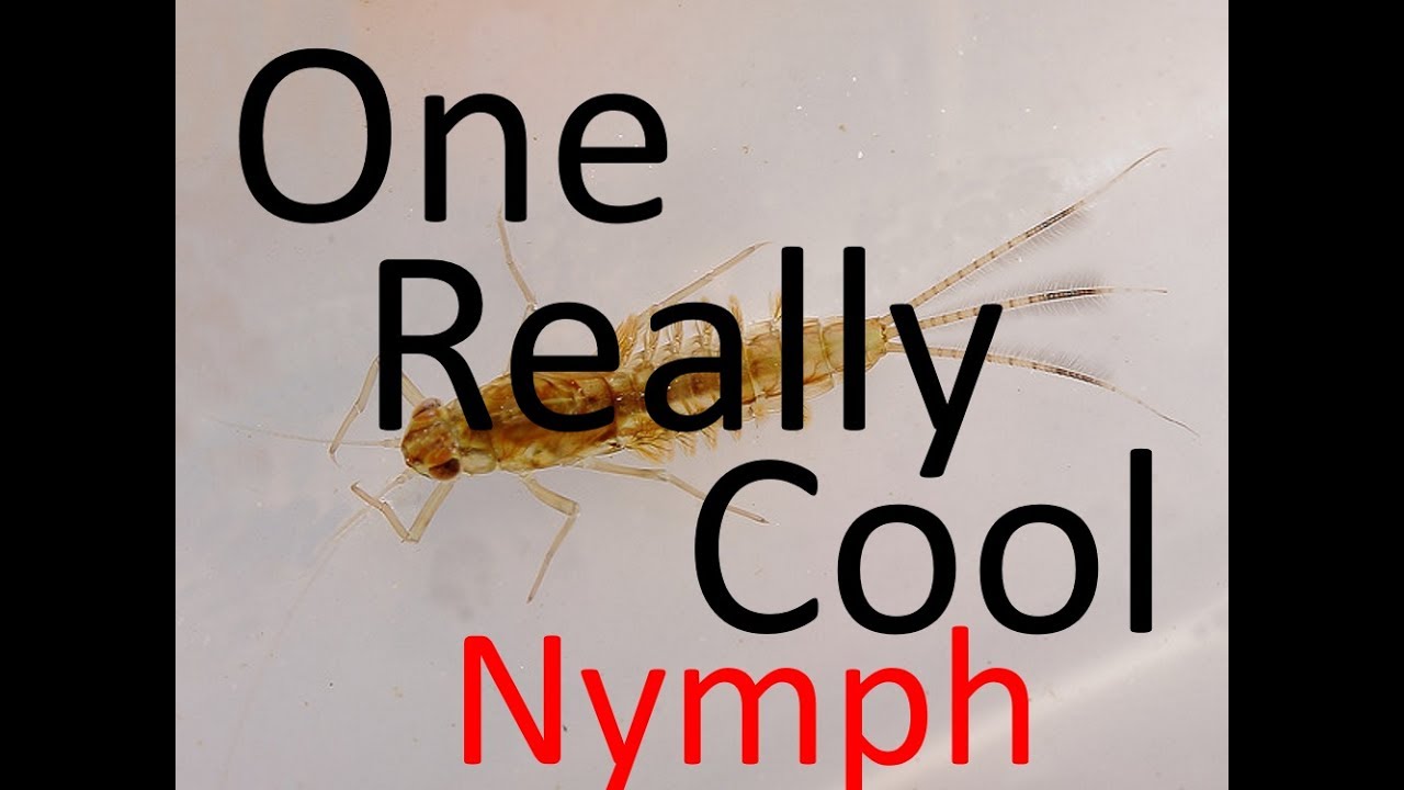 Really cool nymph - YouTube