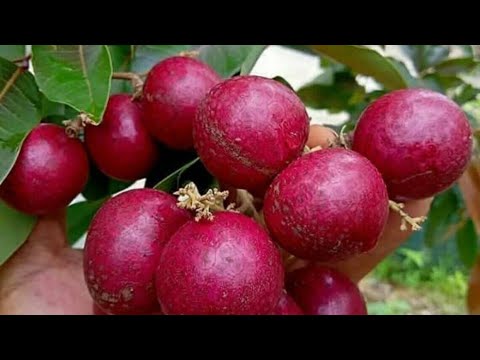 Got Ruby Red Longan, Rambutan and Durian fruit trees in USA from ...