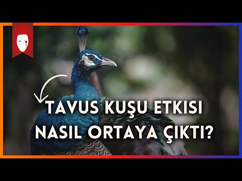 İnsan Psikolojisi ve Çekicilik: Tavus Kuşu Etkisi