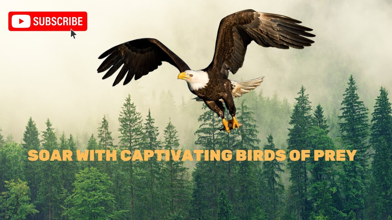 Watch These Captivating Birds Soar So High It's Like You're There ...