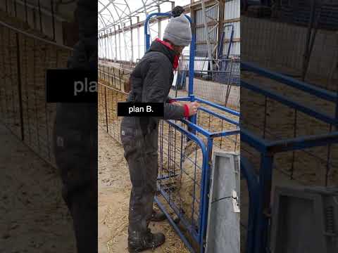 funny sheep & Komik koyun